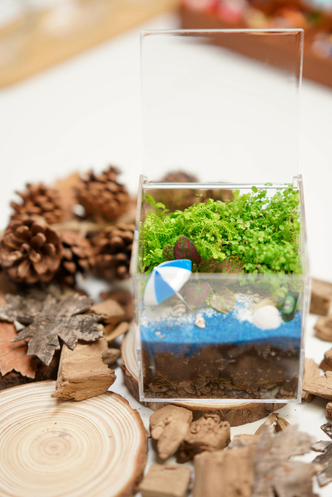 Micro landscape DIY （second half price） – You need time